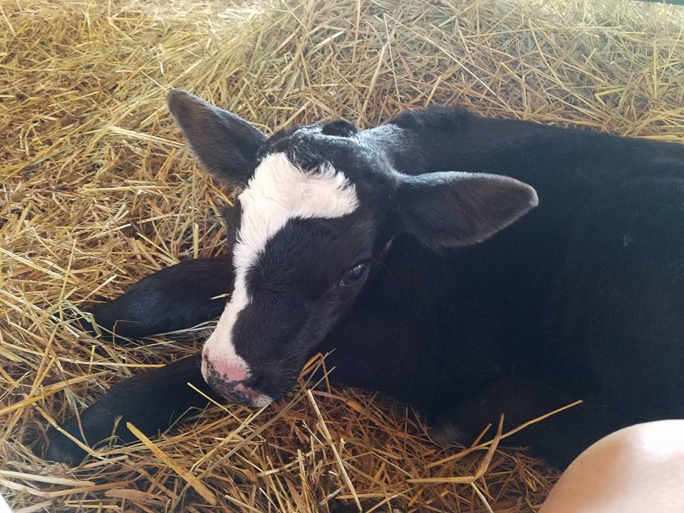 4-H Beef Project | Loudon County
